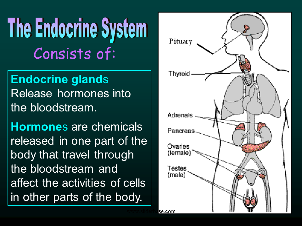 The Endocrine System Presentation Biology