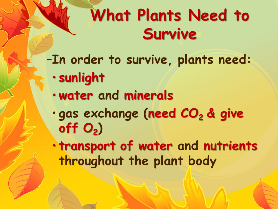 Plant Diversity Presentation Biology