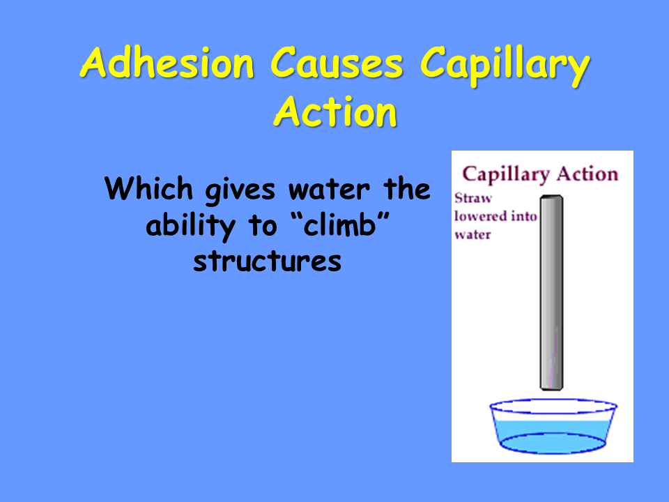Adhesion