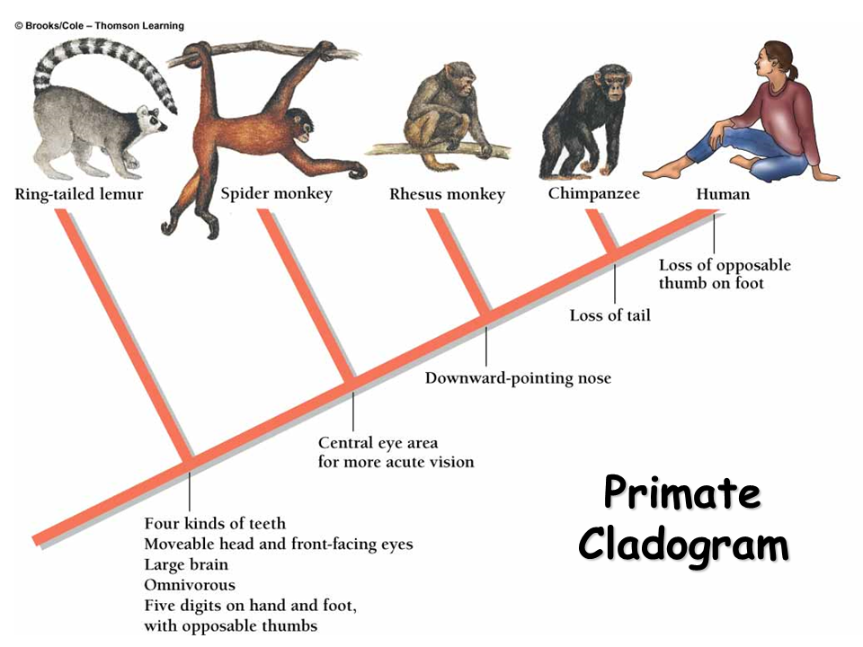 Cladograms Cladograms Cladograms 10 22 17
