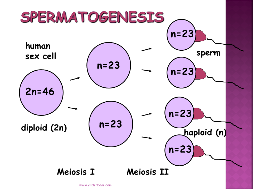 Reduction Division Presentation Biology