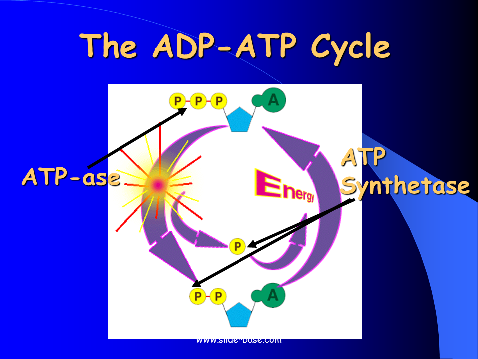 ADP ATP And Cellular Respiration Presentation Biology