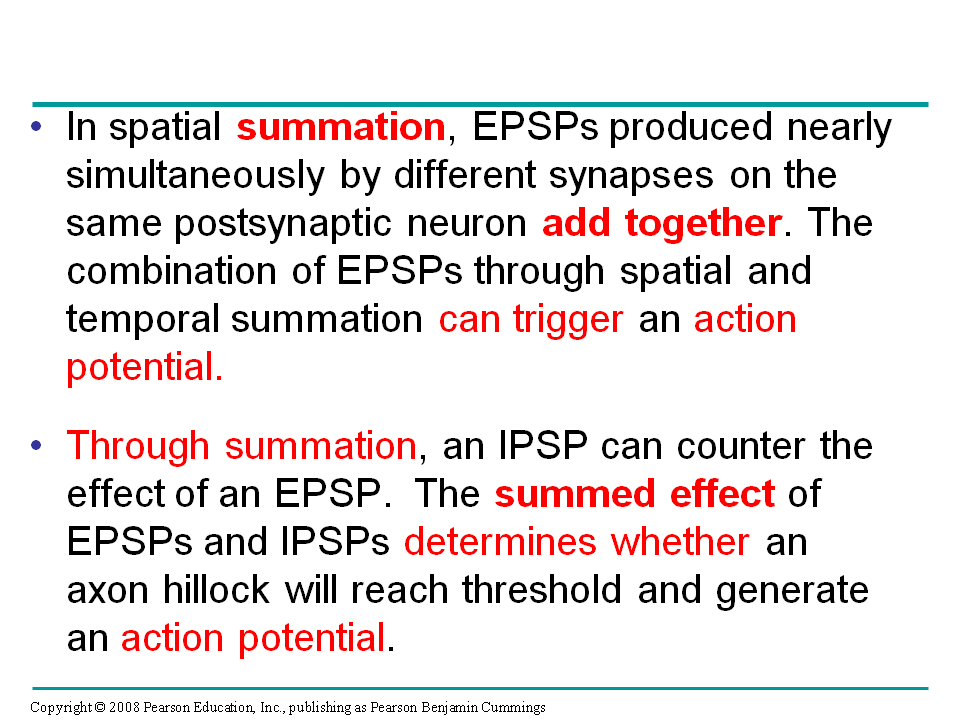 What Is An Epsp And What Is An Ipsp Slidesharedocs