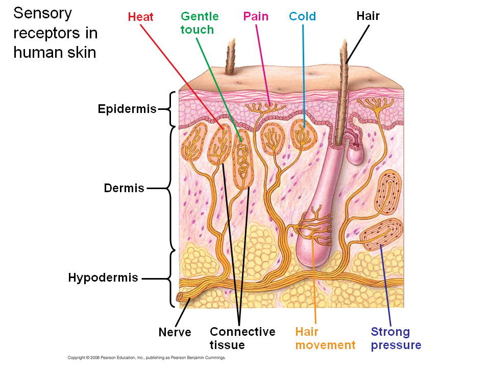 Types Of Sensory Receptors
