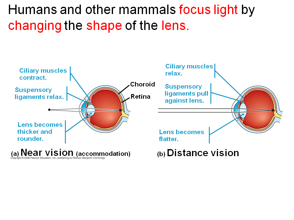 List The Five Categories Of Sensory Receptors And Explain The Energy
