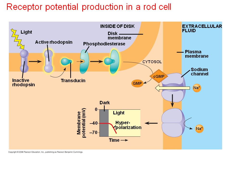 List The Five Categories Of Sensory Receptors And Explain The Energy