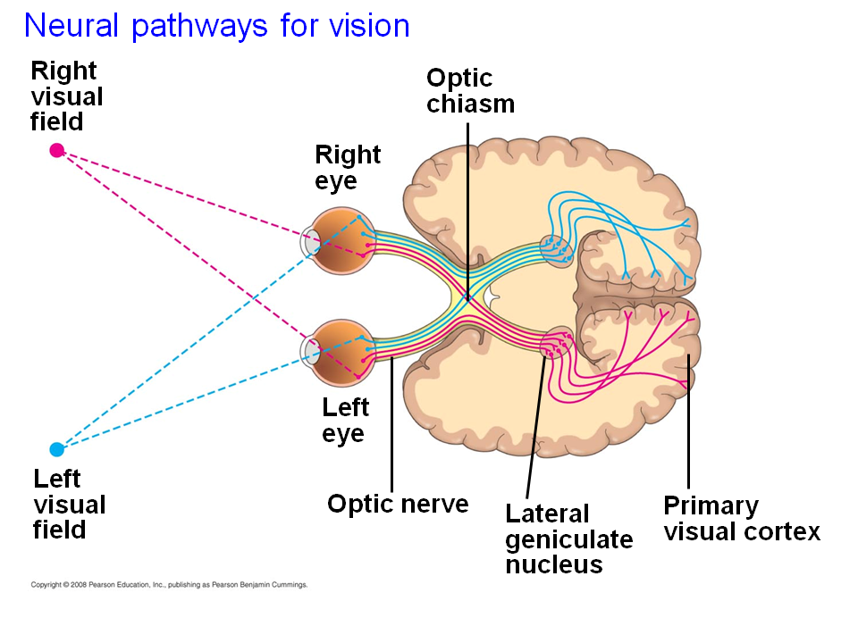 List The Five Categories Of Sensory Receptors And Explain The Energy
