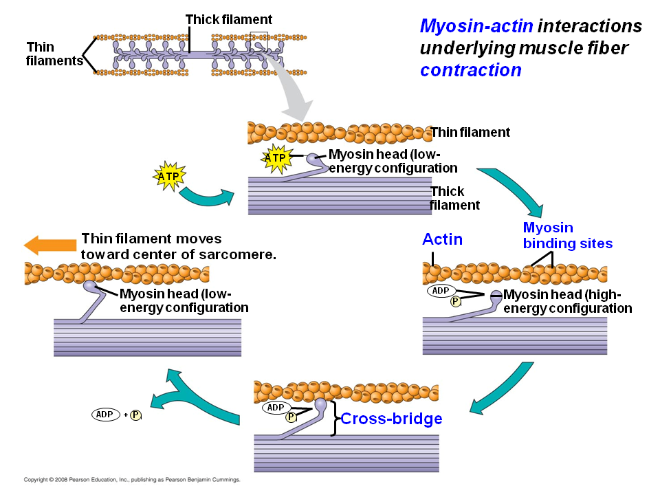 List The Five Categories Of Sensory Receptors And Explain The Energy