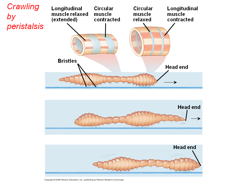 List The Five Categories Of Sensory Receptors And Explain The Energy