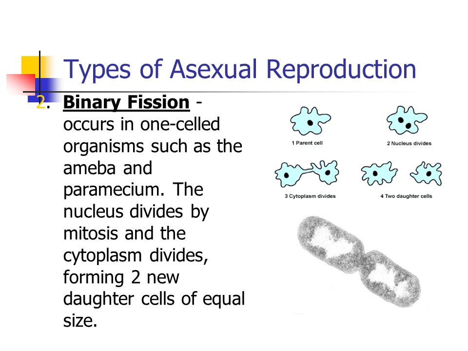 Asexual Reproduction What Is Reproduction Presentation Biology