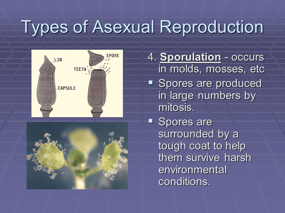 Asexual Reproduction What Is Reproduction Presentation Biology