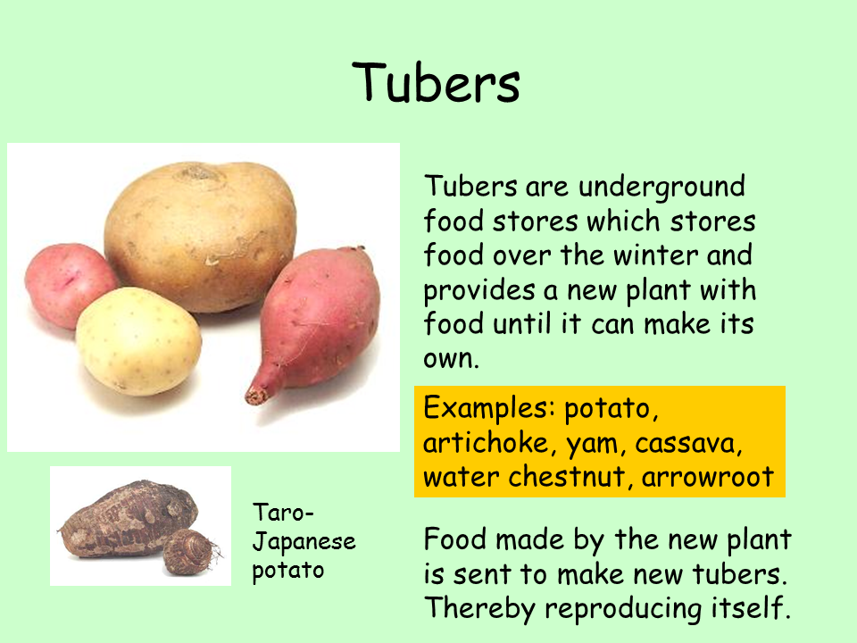 Aual Reproduction Presentation Biology