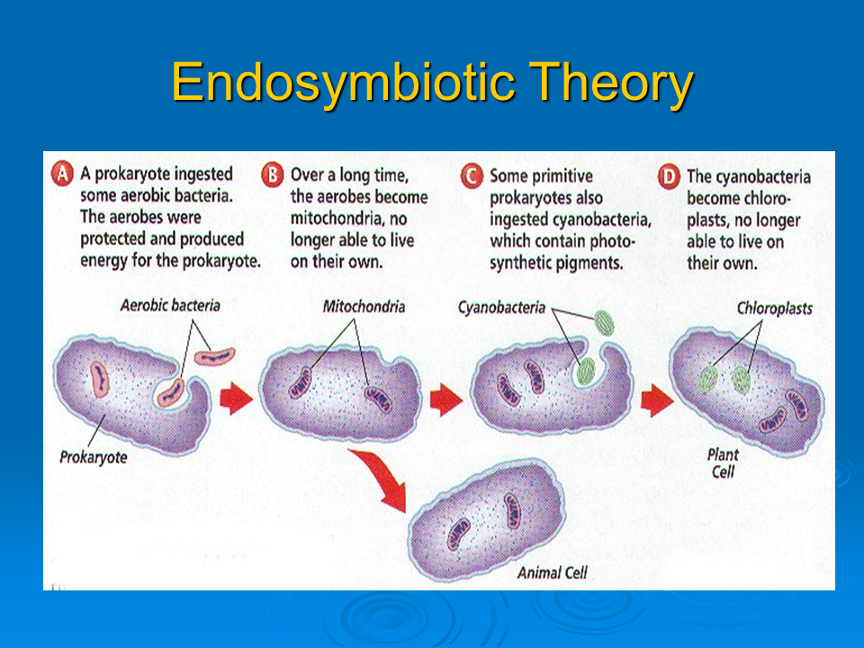 Kingdom Protista Part I Presentation Biology