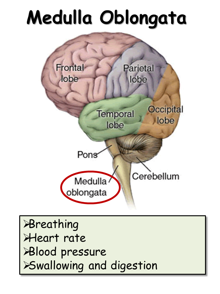 Nervous System Presentation Biology SliderBase