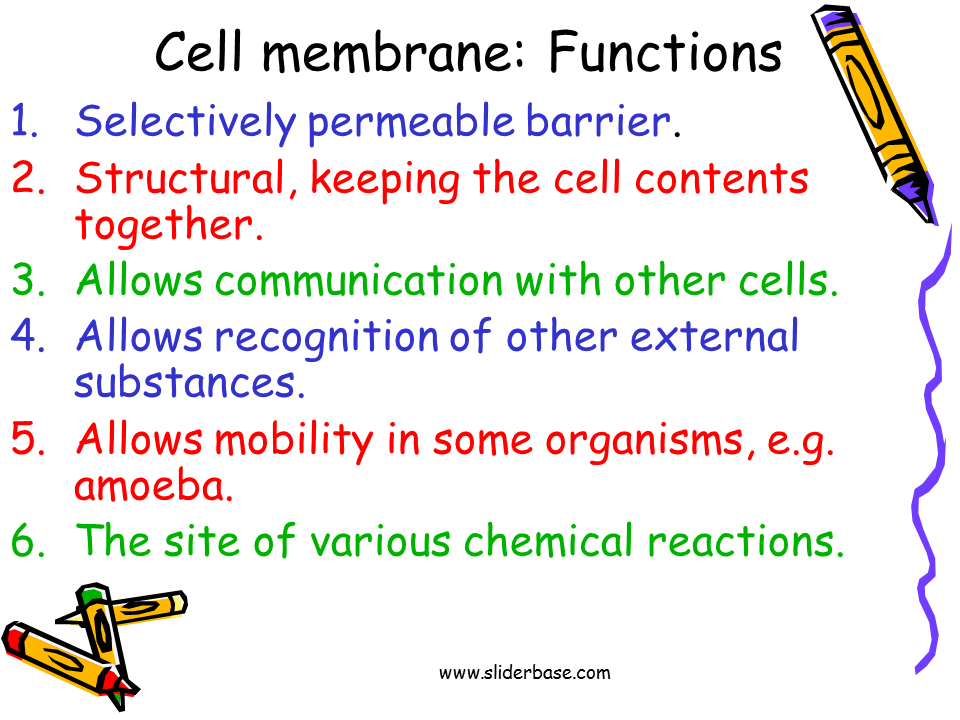 Cell Membrane Functions