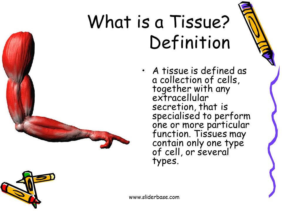 Cell Membrane Functions