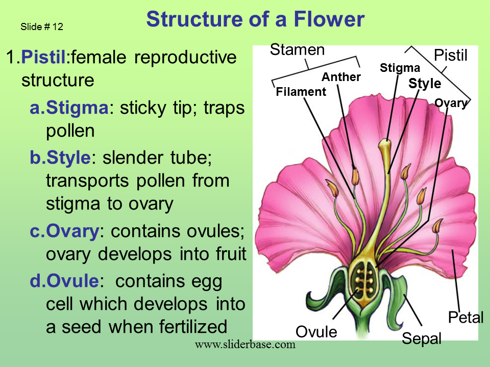 Female Parts Of A Plant Chapter 38 Angiosperm Reproduction The 