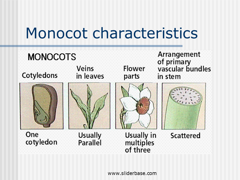 Angiosperm Lifecycle