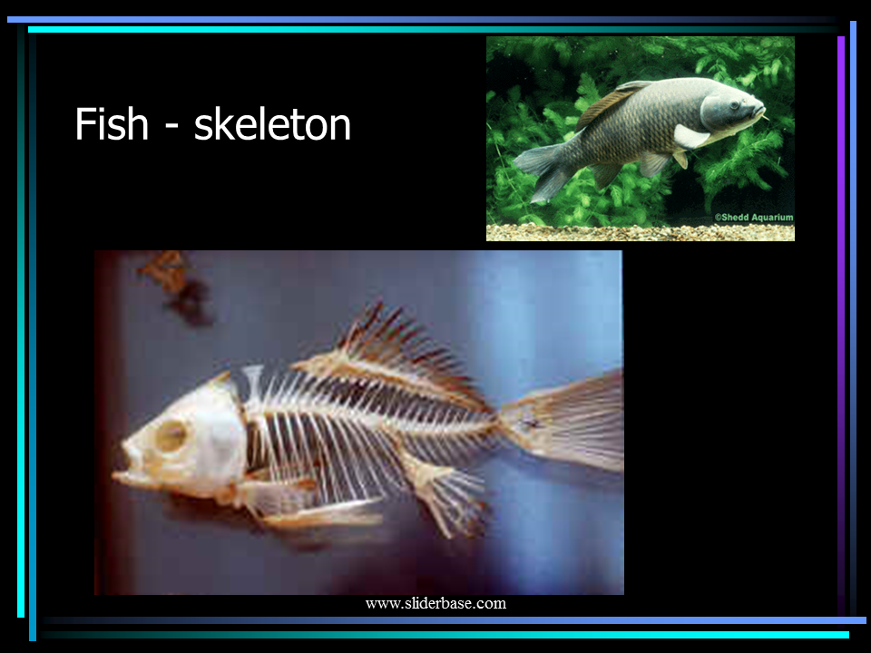 Vertebrates KS3 Presentation Plants Animals And Ecosystems