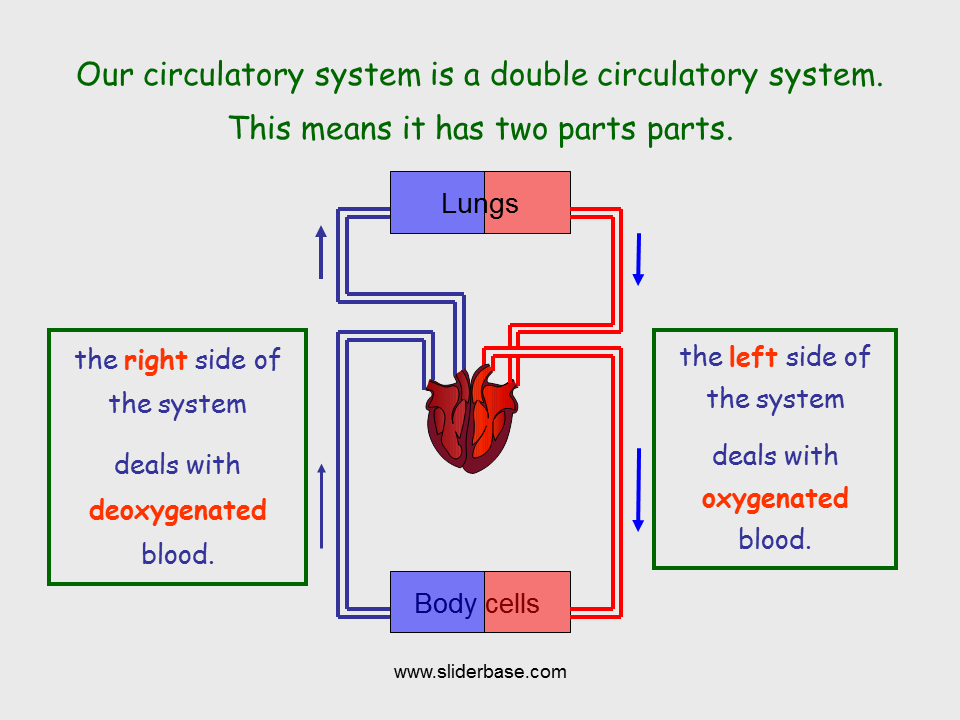 Circulatory System Presentation Health And Disease