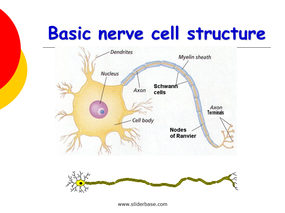  DIAGRAM Rib Nerve Diagram MYDIAGRAM ONLINE