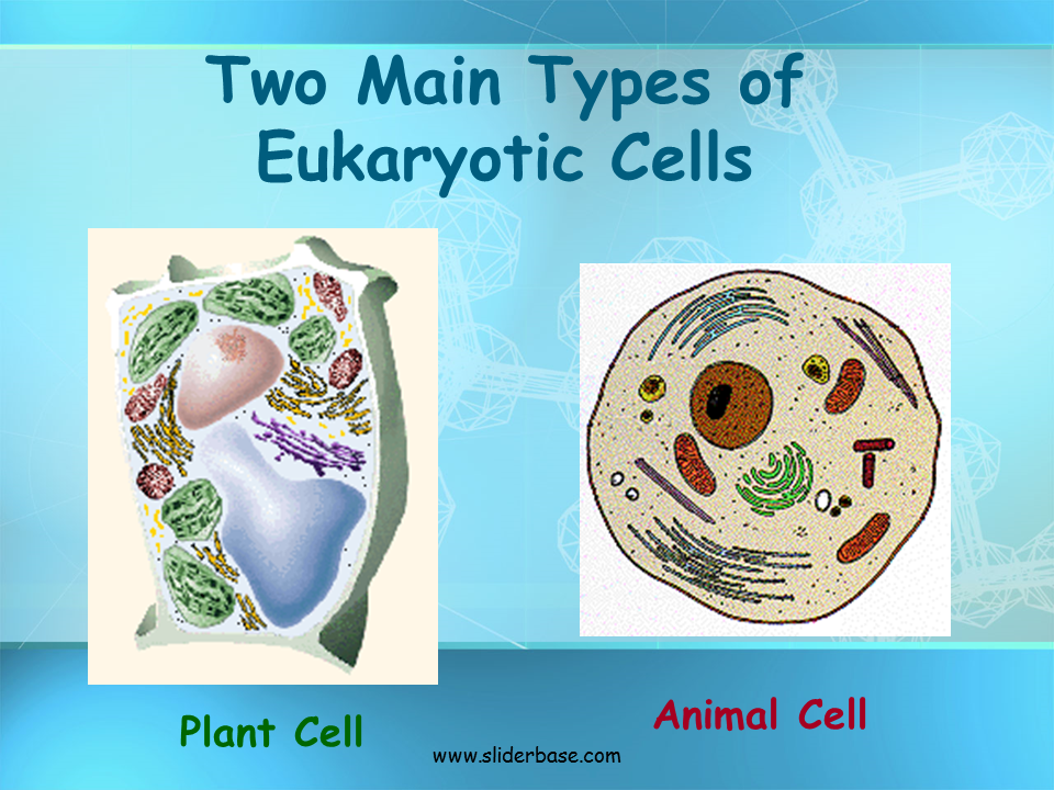 Basic Structure Of A Cell Presentation Biology