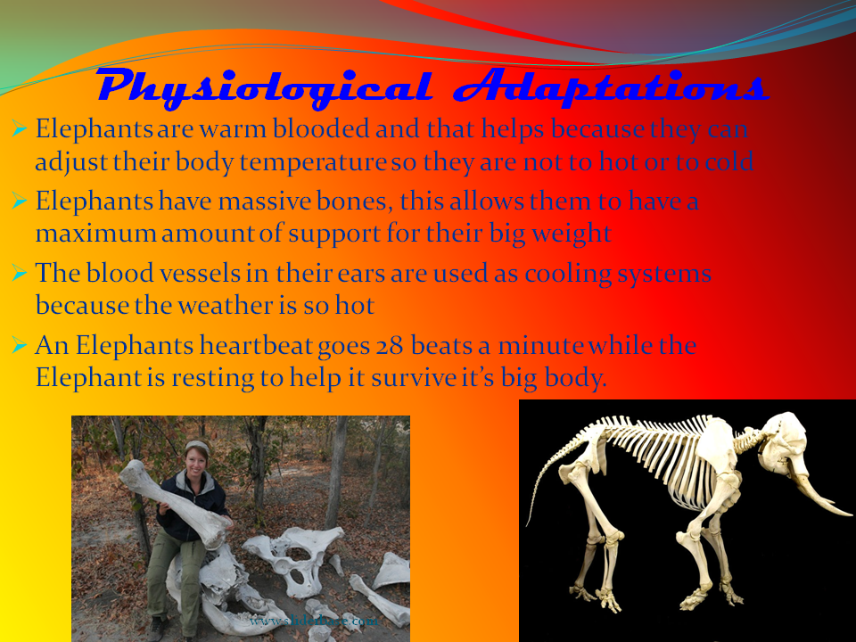 Behavioral Adaptations