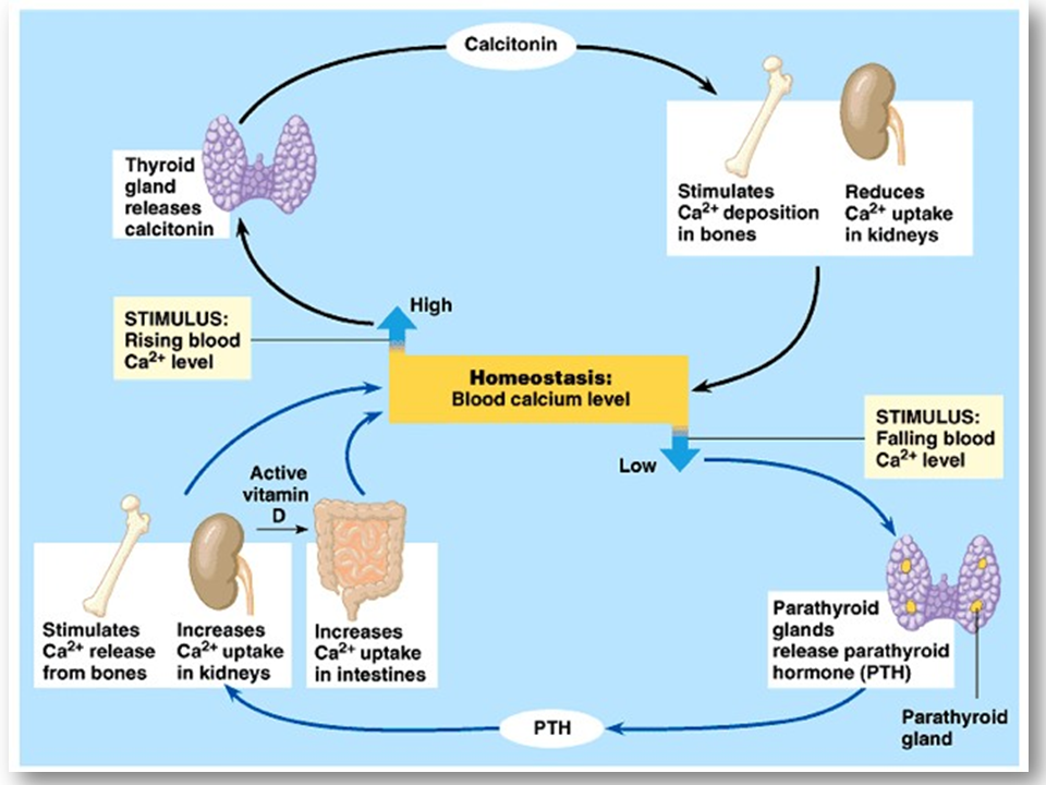 Calcium Homeostasis