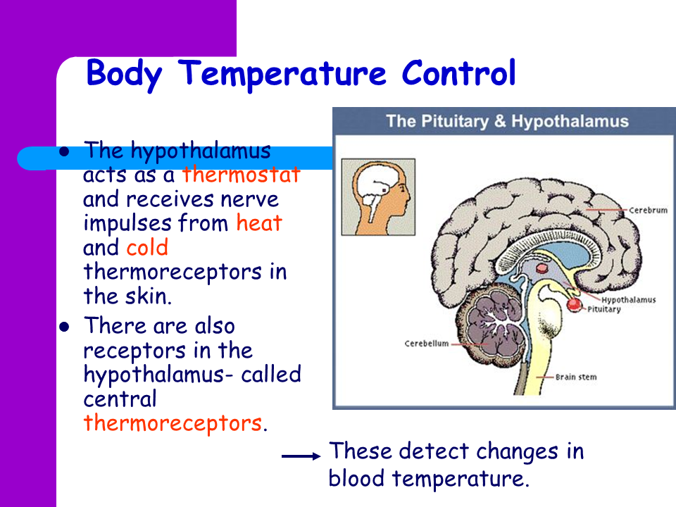 Temperature Regulation Presentation Biology